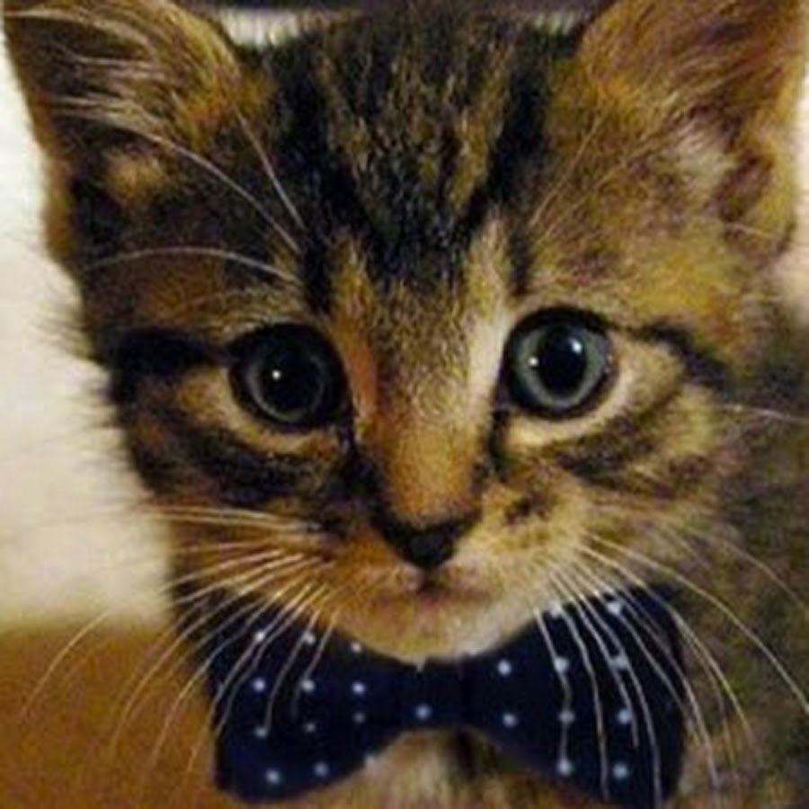 Comedy cats - YouTube