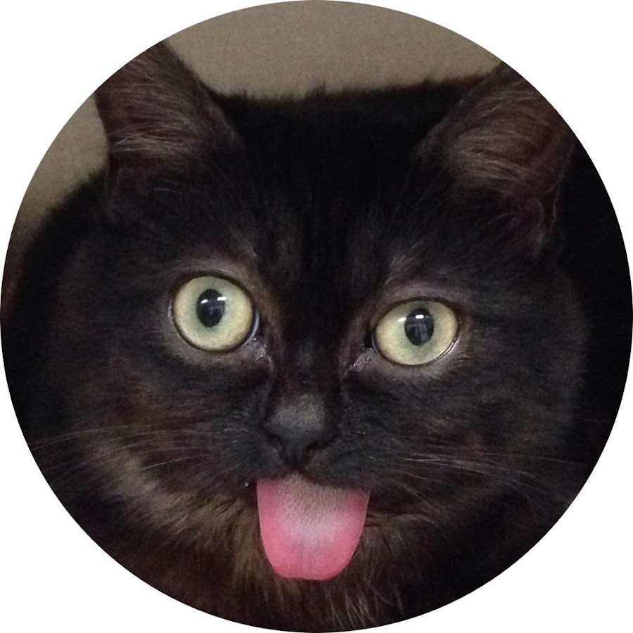 Mr. Magoo the Cat - YouTube