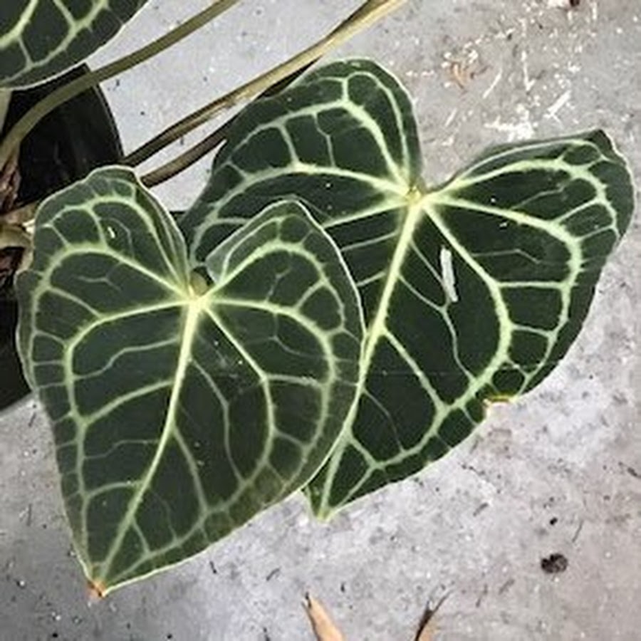 Plant Utopia - YouTube