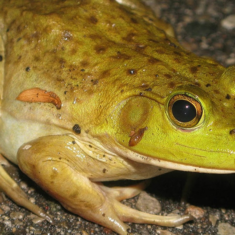 Jeremiah the Bullfrog - YouTube