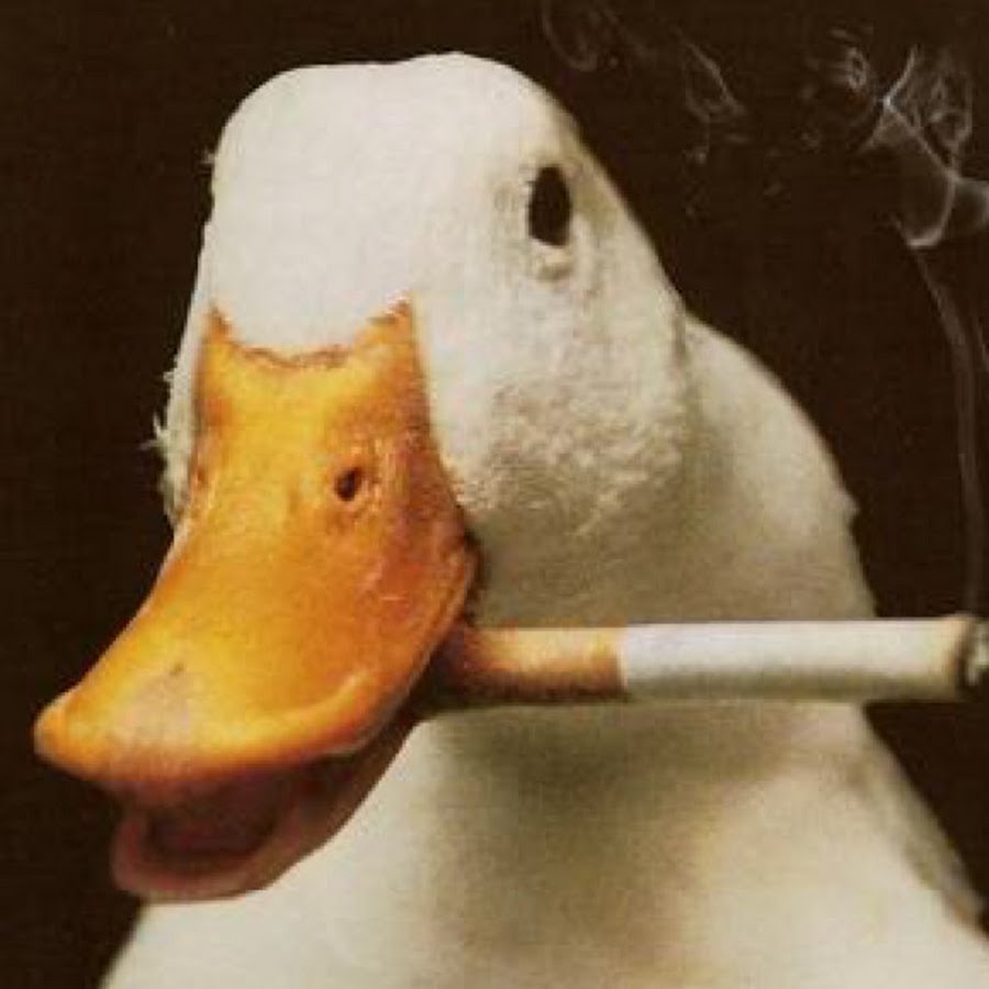 DUCK ON QUAK QUAKKK!!!! - YouTube