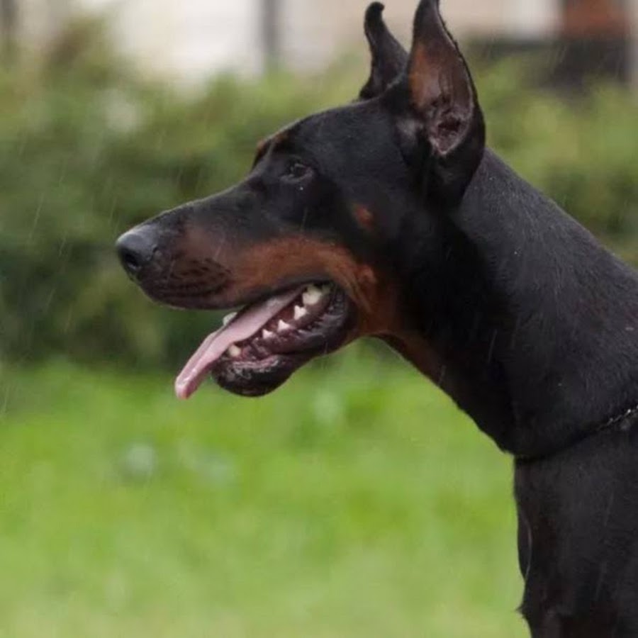 Doberman Pinscher Russia - YouTube