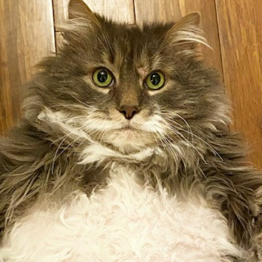 Hannah Stout - YouTube