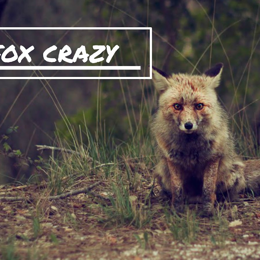 THE FOX CRAZY - YouTube