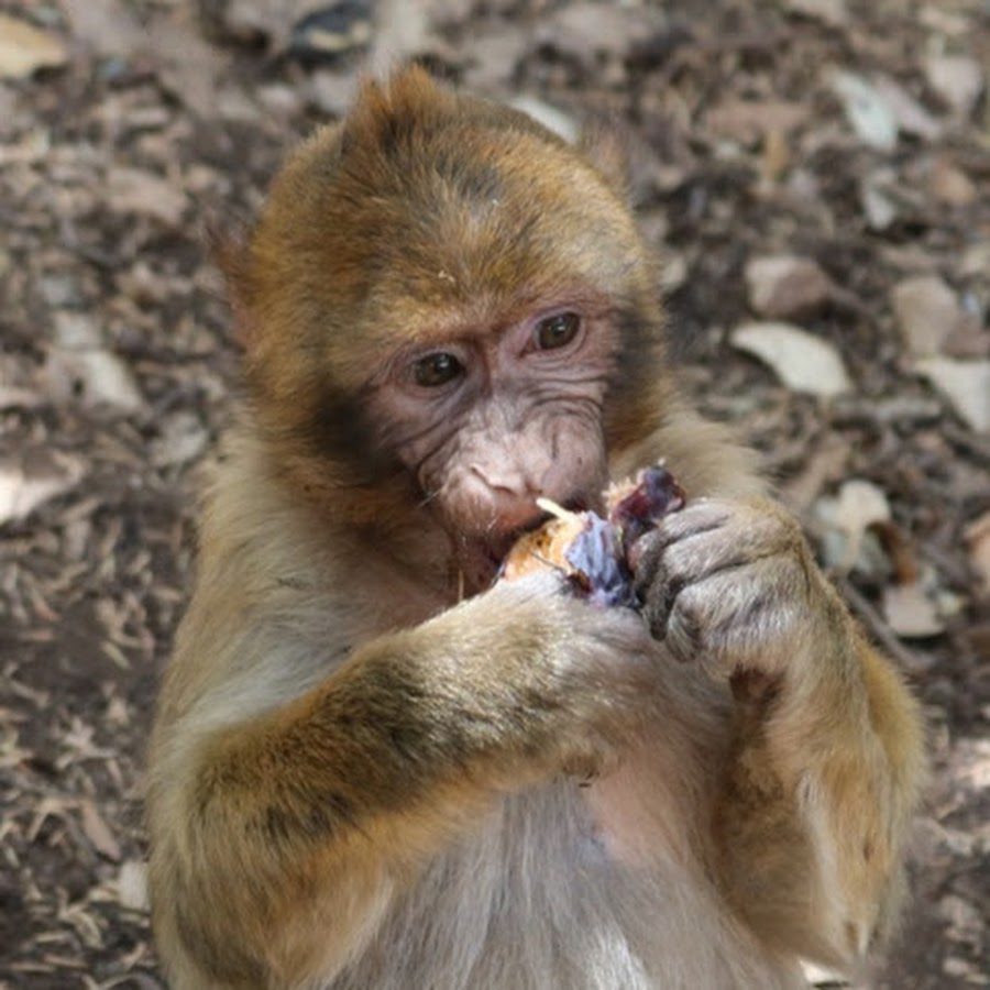 Savage Monkey - YouTube