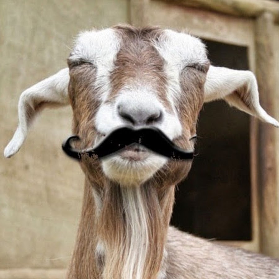 Bigode de Bode - YouTube