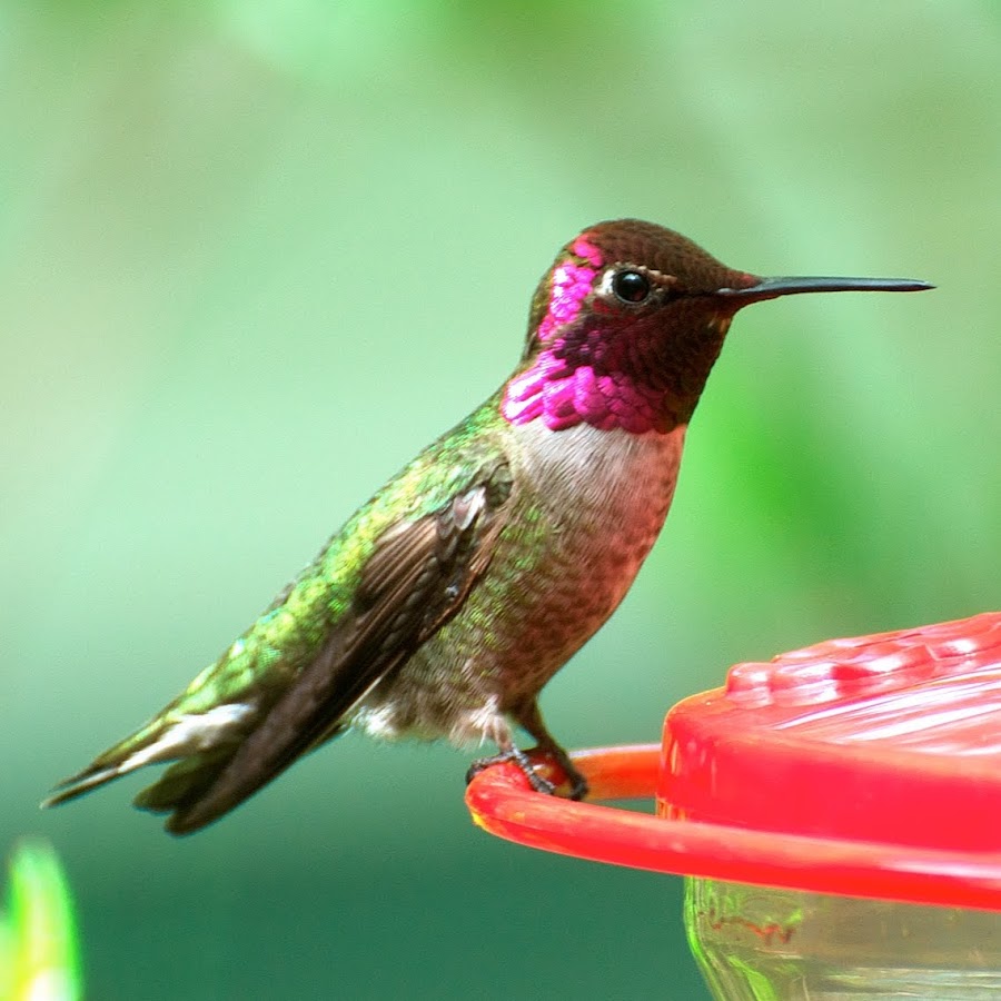 Live Hummingbird Cam - YouTube