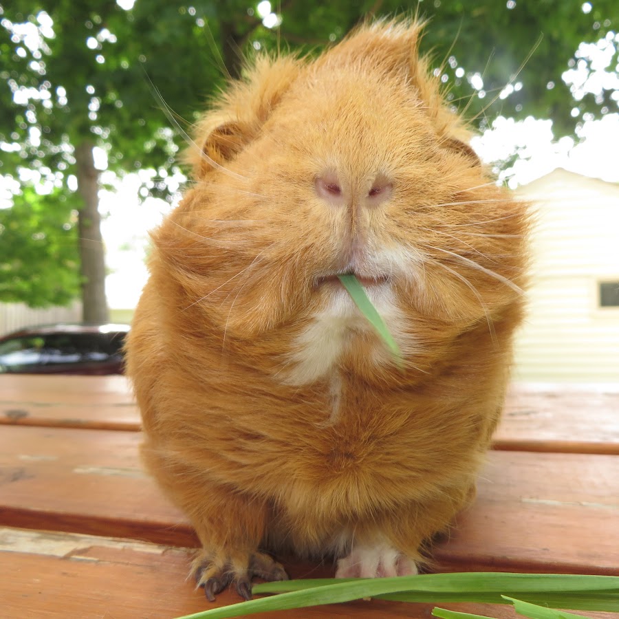 Guinea pig Ginger - YouTube