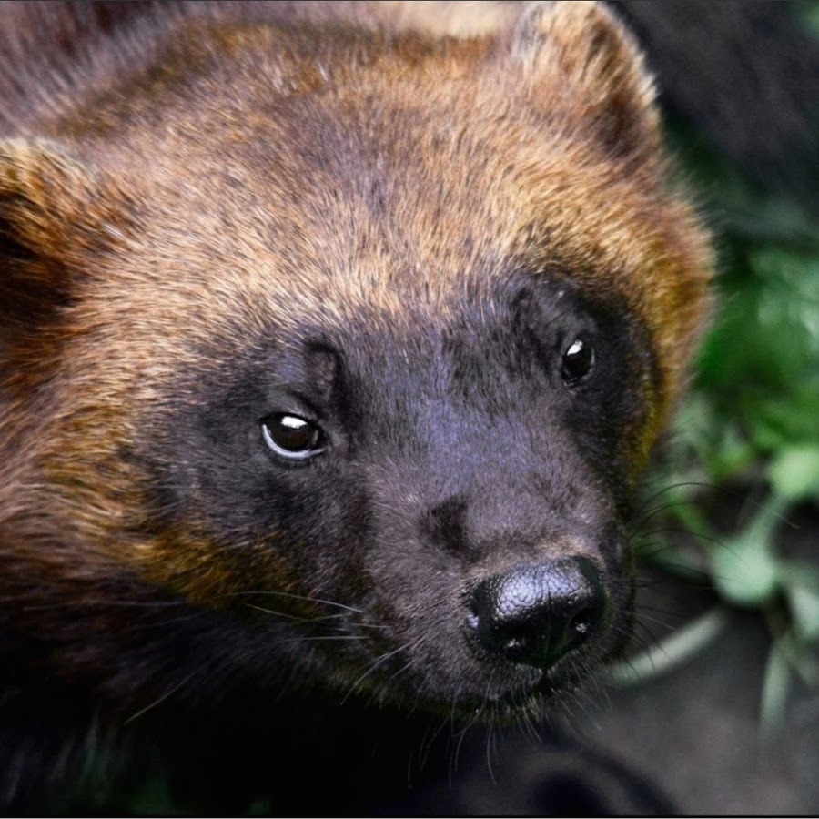 Wolverine Den - YouTube