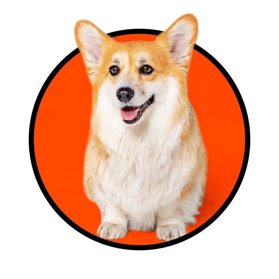 Maxine the Fluffy Corgi - YouTube