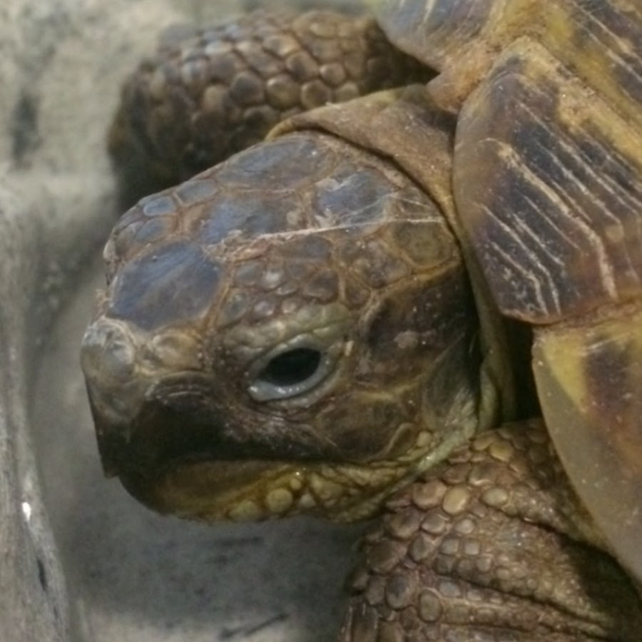 Timothy the Russian Tortoise - YouTube