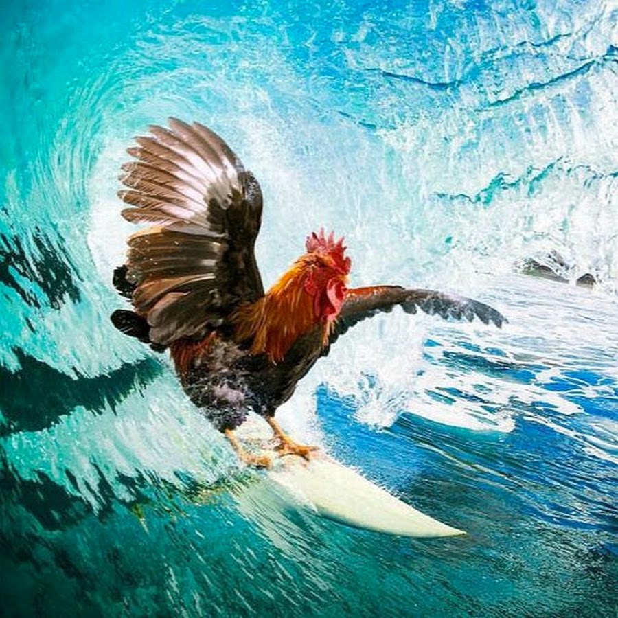 Surfing Chicken - YouTube