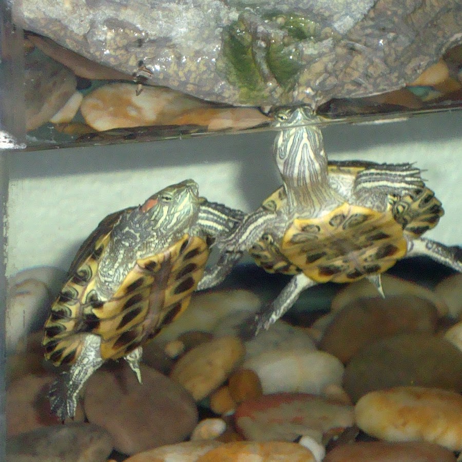 Peques Tortus - YouTube