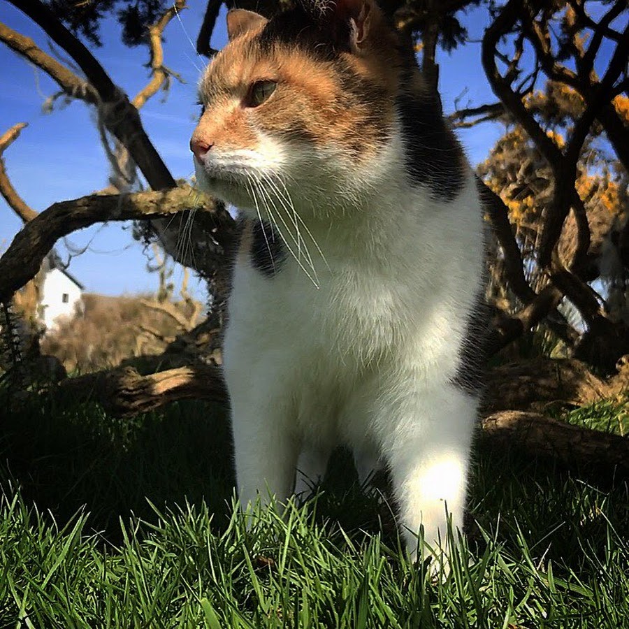 Tilly The Cat - YouTube