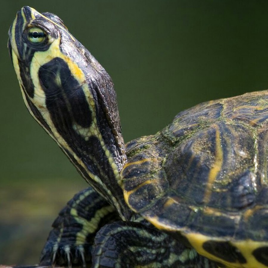 turttle dude - YouTube