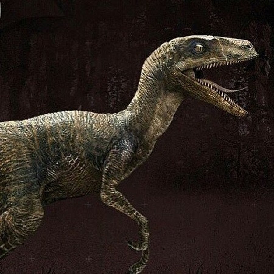 echo the raptor and dd the wolf - YouTube