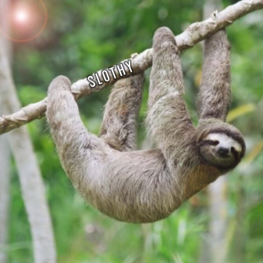 Slothy - YouTube