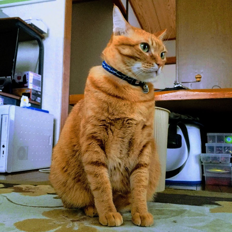 おちゃちゃまる。【茶トラ猫】 A red tabby cat chachamaru - YouTube