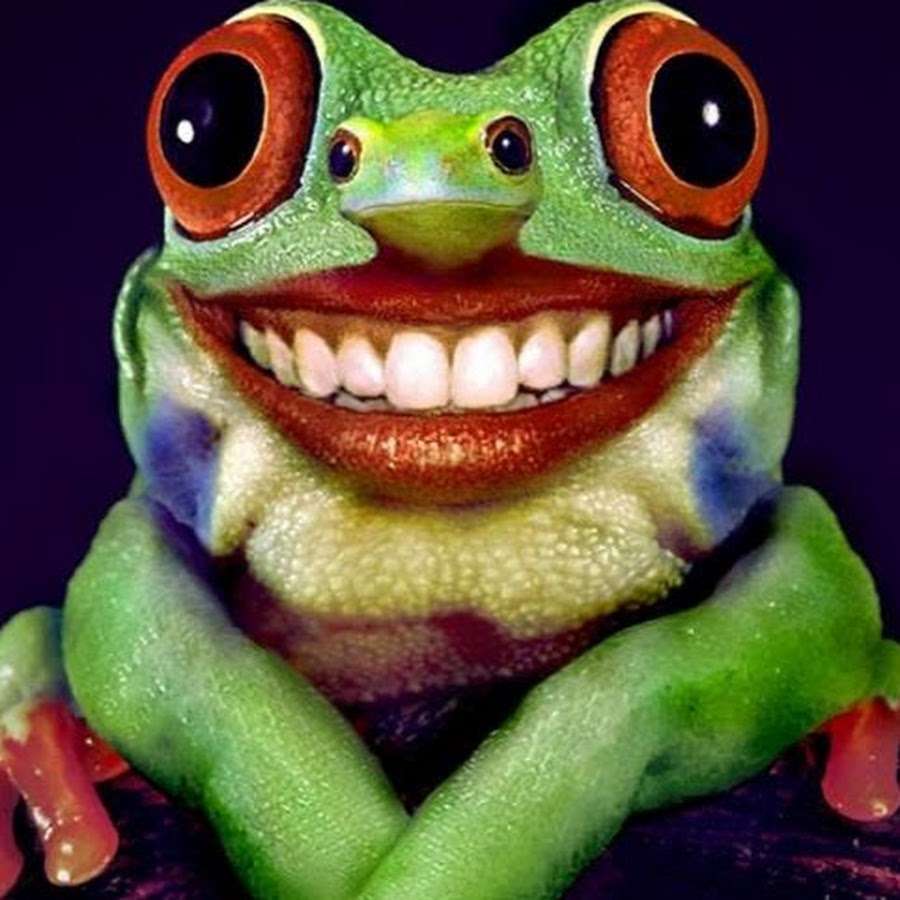 ACID FROG - YouTube