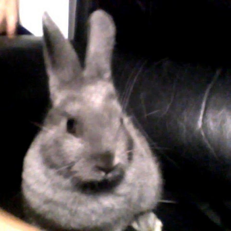 Mr Bunny Rabbit of yololifegamer - YouTube