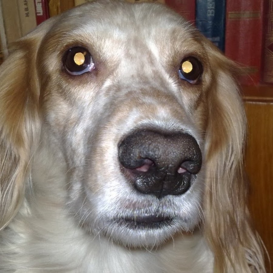 Mikhail Paramonov - YouTube