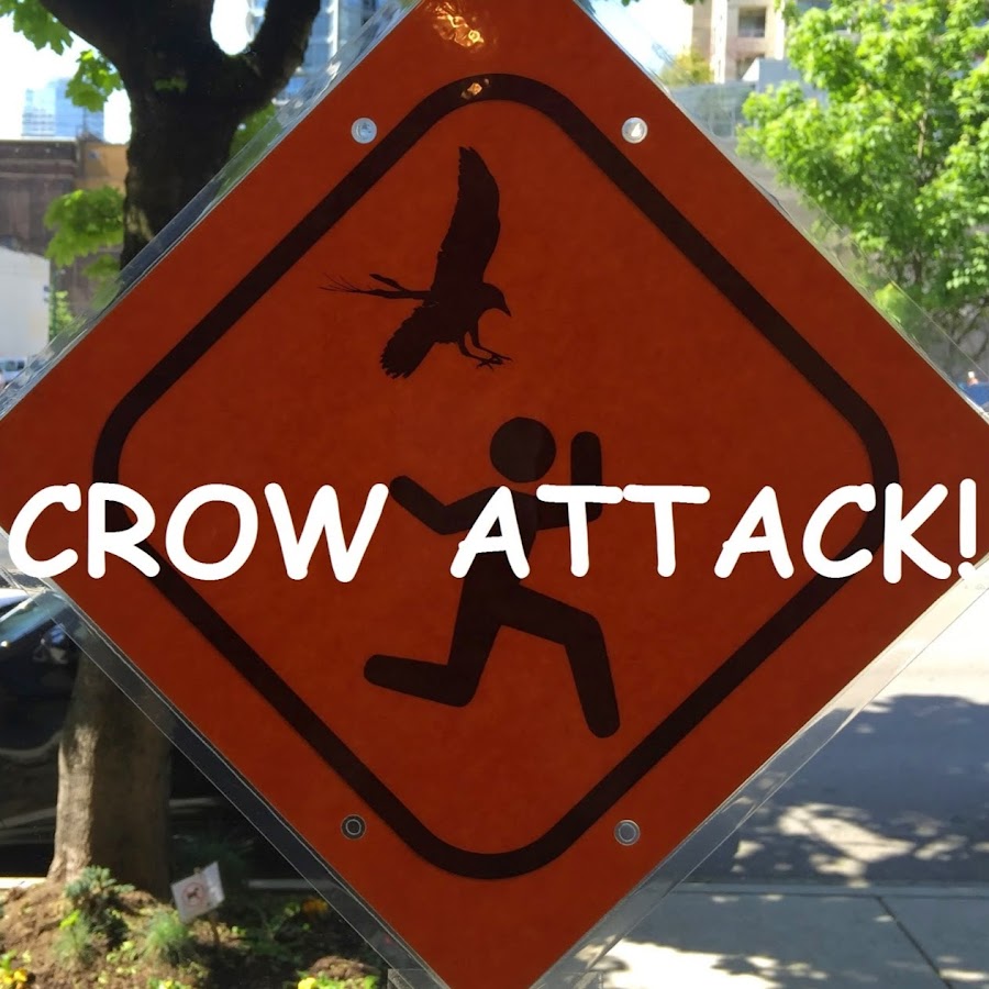 Crow Attack - YouTube