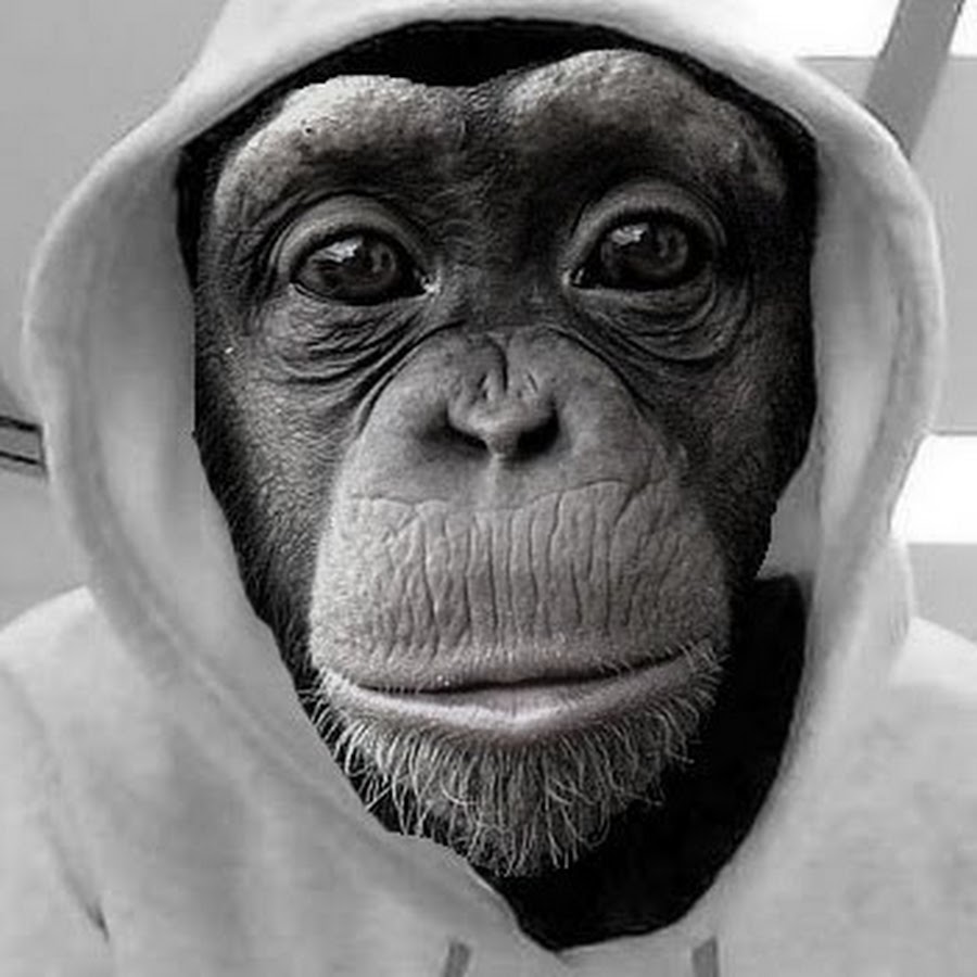 Molnár Adam - YouTube