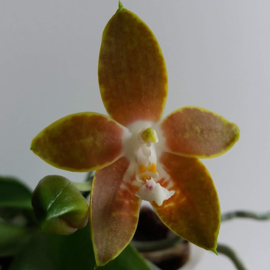 Coco's orchidées - YouTube