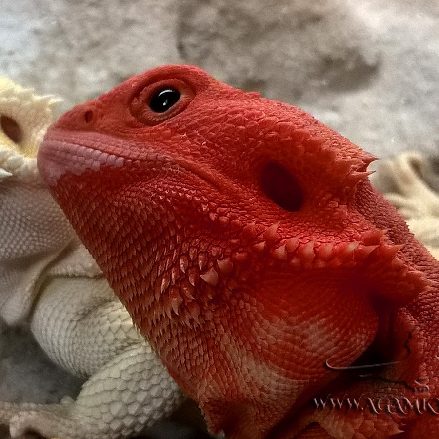 www.agamky.eu ( Pogona vitticeps - Bearded dragon - Agama vousatá ...