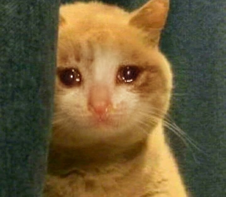 90 Mentahan Meme Kucing Menangis