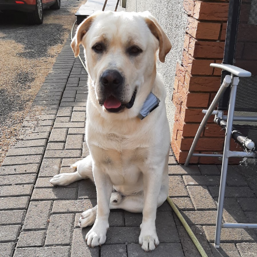 The Dragon Critic aka Lee O Brien - YouTube