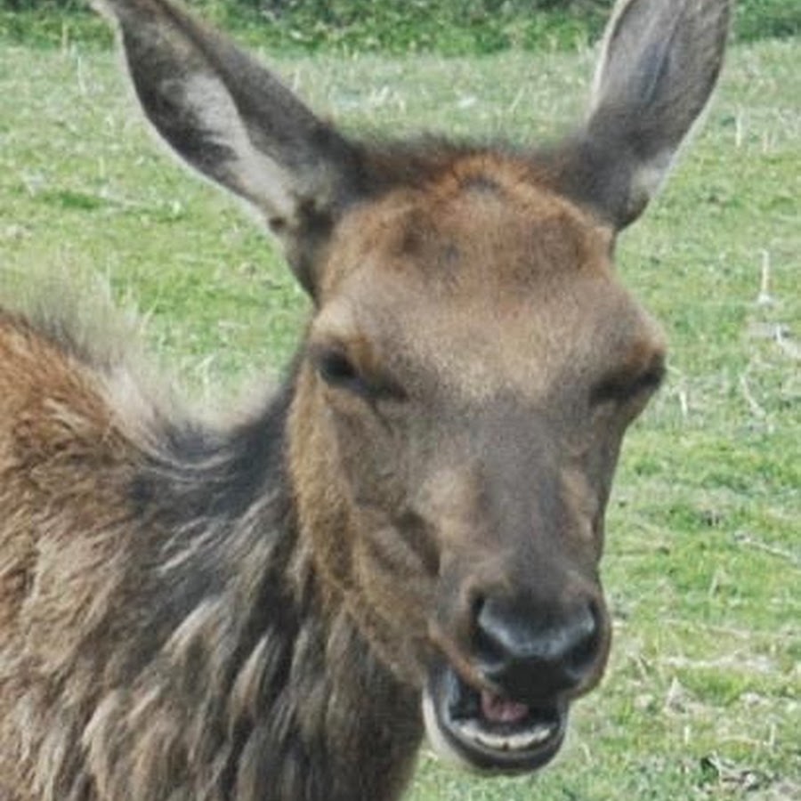 Laughing Yak - YouTube