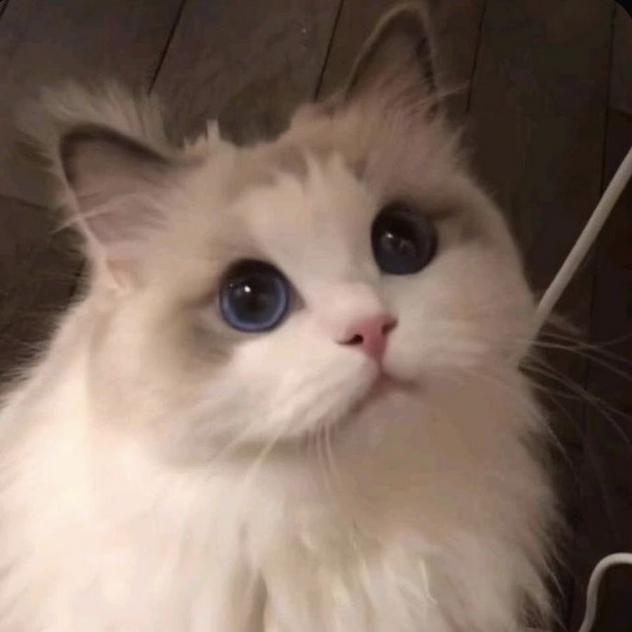 coco channel - YouTube