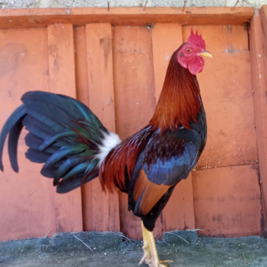 El Gallero RD - YouTube