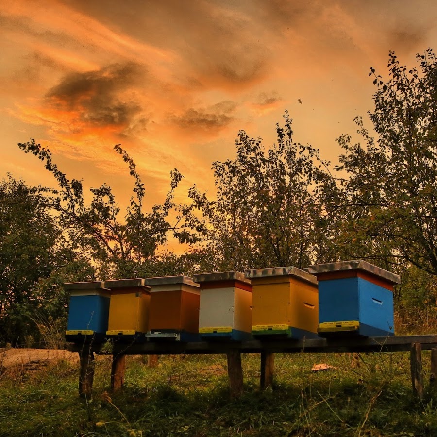 Pčelarstvo - YouTube