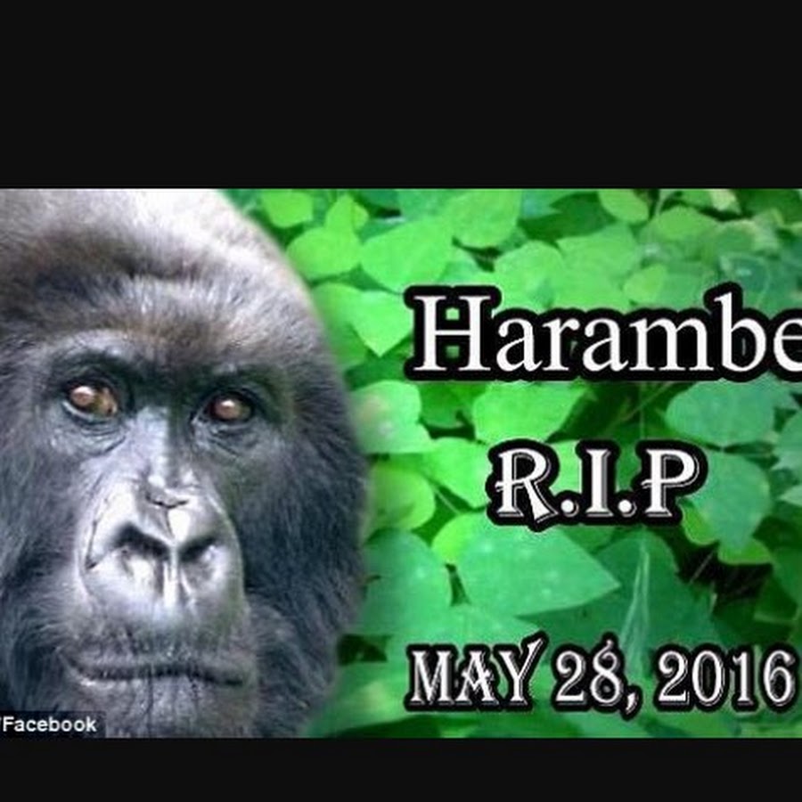 Harambe Memes - YouTube