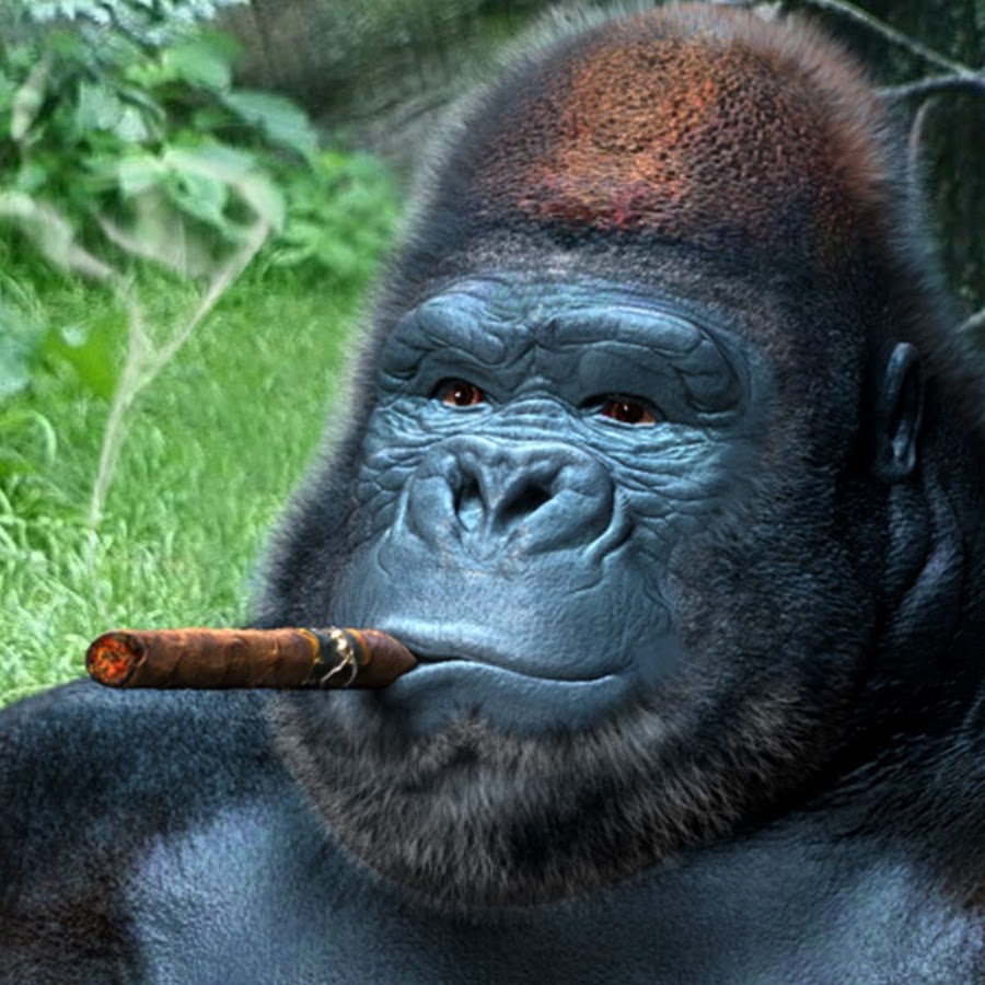 Autistic Ape - YouTube