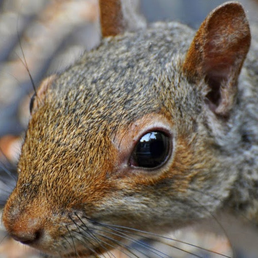 squirrel.eye - YouTube