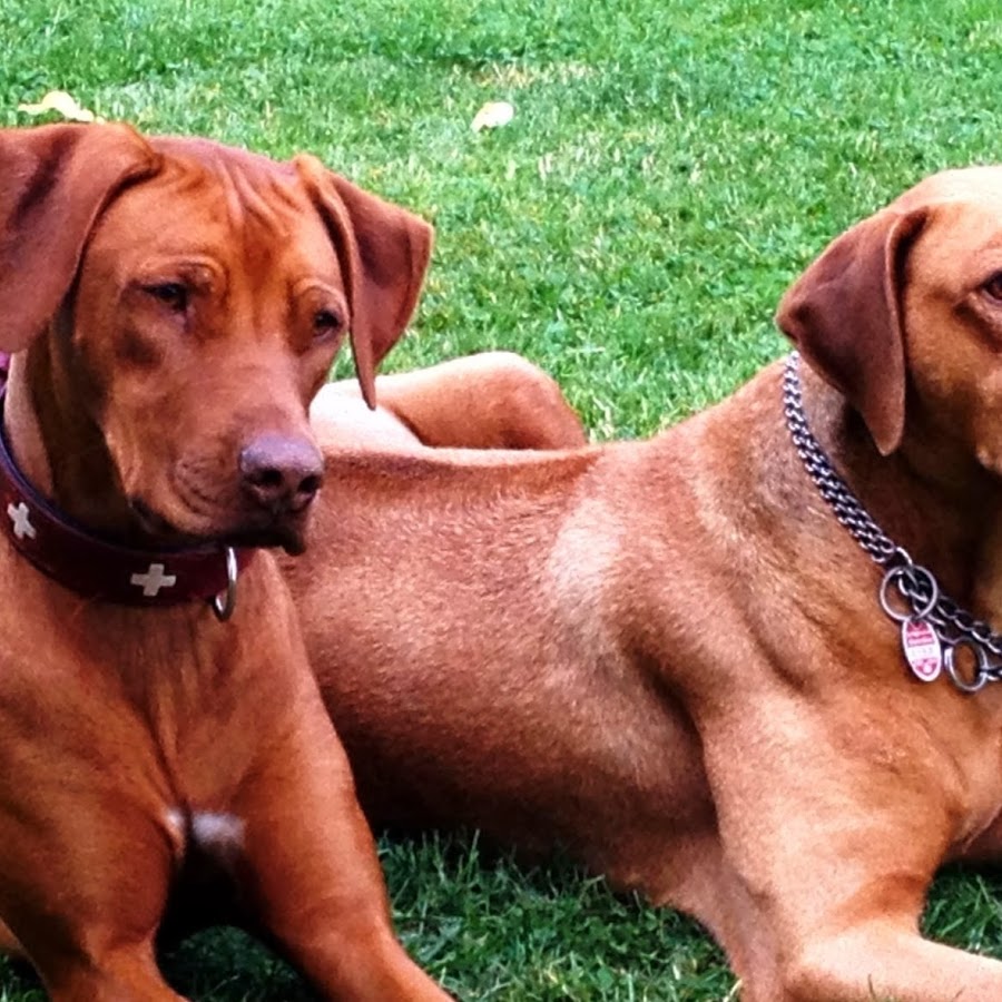 Rhodesian Ridgeback Kennel vom Okavango - YouTube