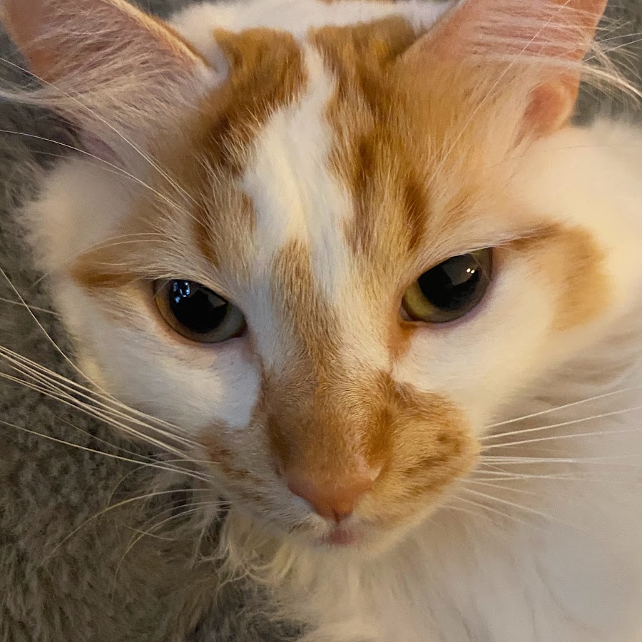 Roxy Rose Plays Roblox - YouTube