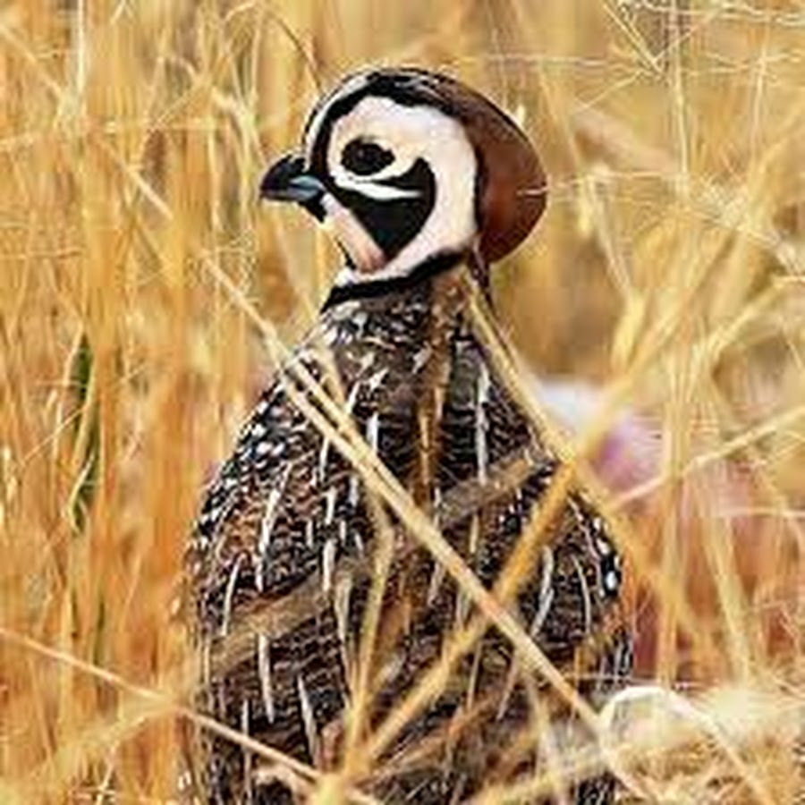 Rare Quails - YouTube