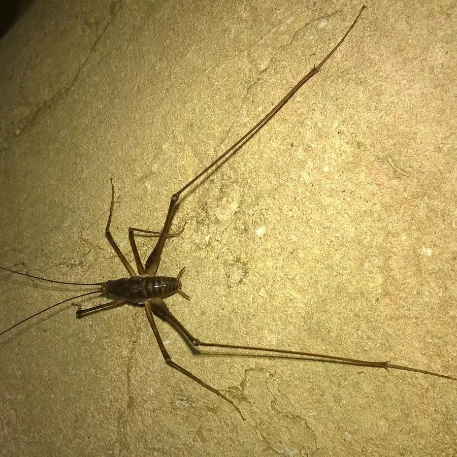 cave weta - YouTube