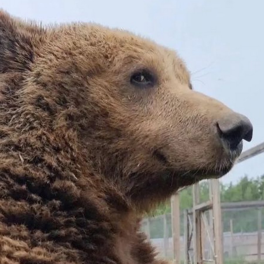 Official Slothy - YouTube