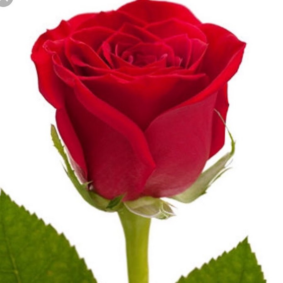 Roses Channel - YouTube