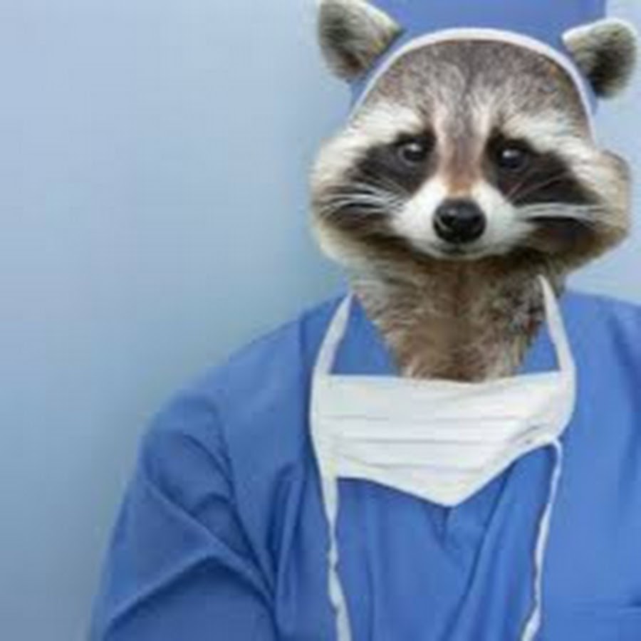 Doctor Raccoon - YouTube