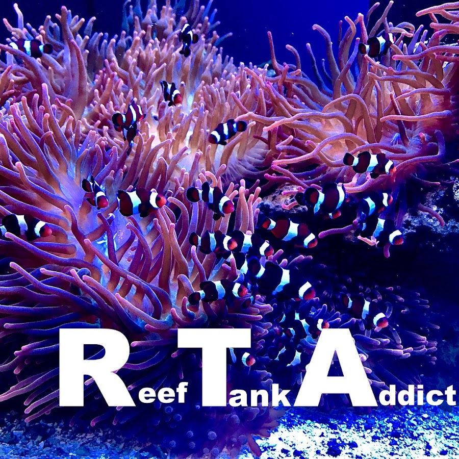 Reef Tank Addicts - YouTube