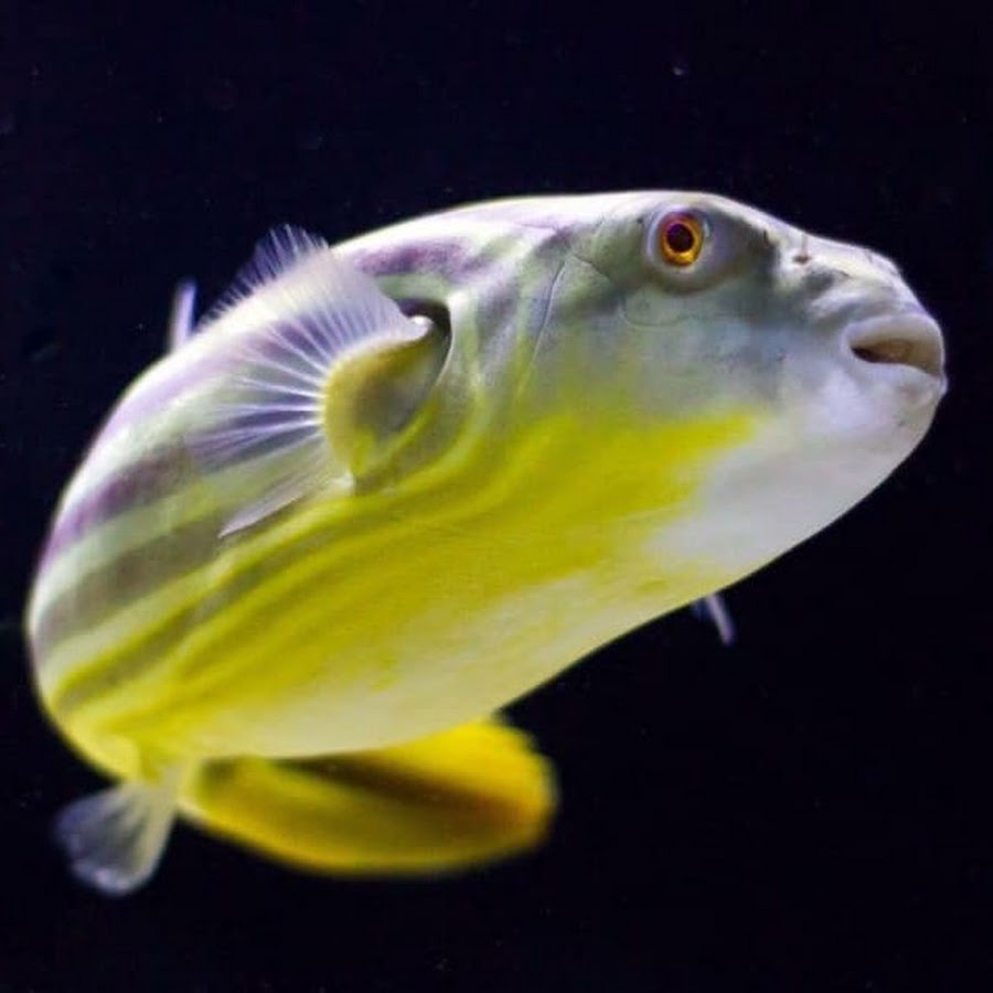 Turbo Fish - YouTube