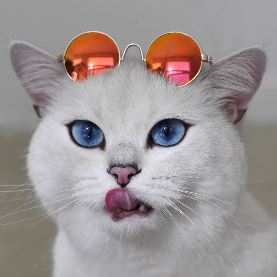 Coby The Cat - YouTube