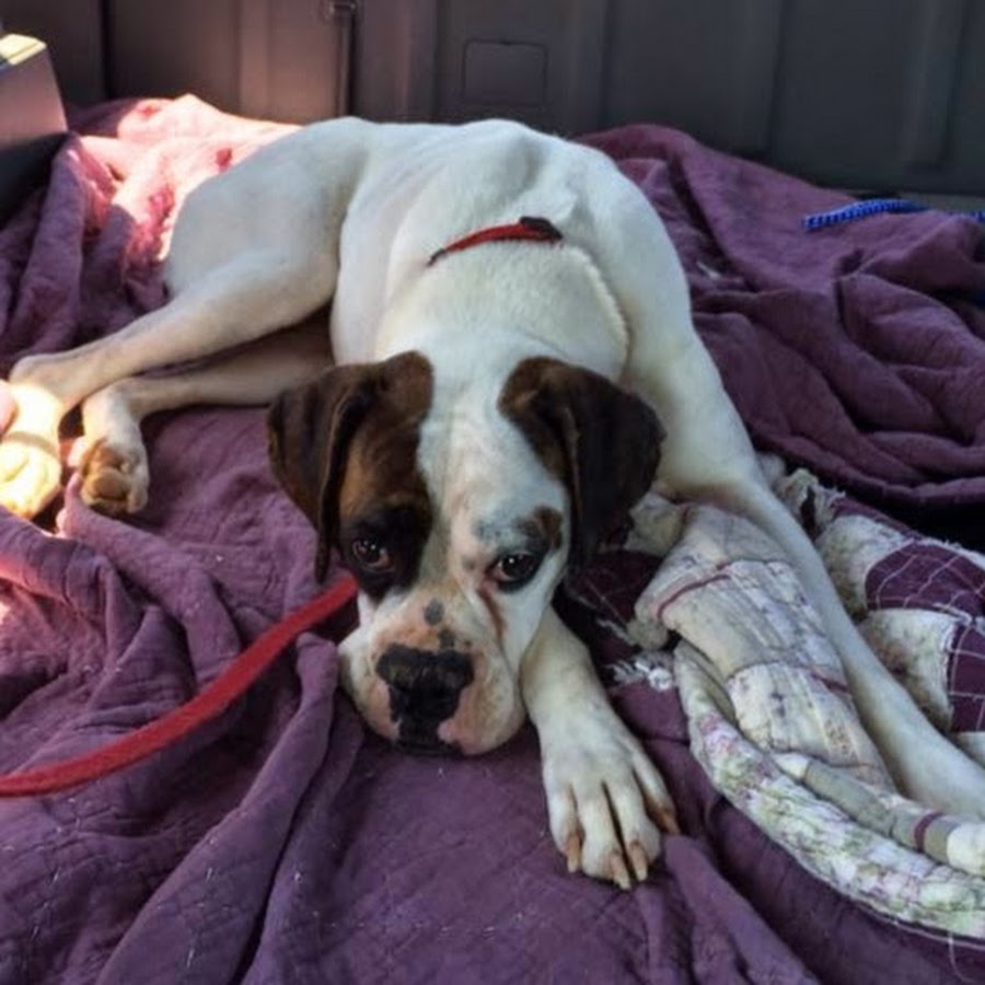 Middle Tennessee Boxer Rescue - YouTube