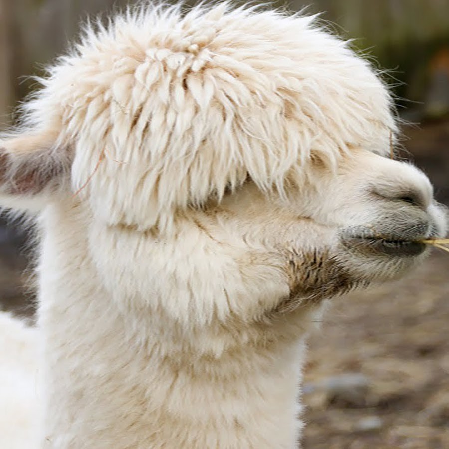 Llama boy - YouTube
